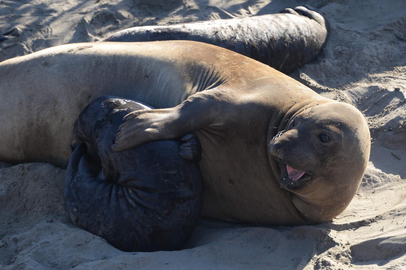 Elephant Seals Fun Facts and Special Viewing Opportunities | Coastside State Parks Association